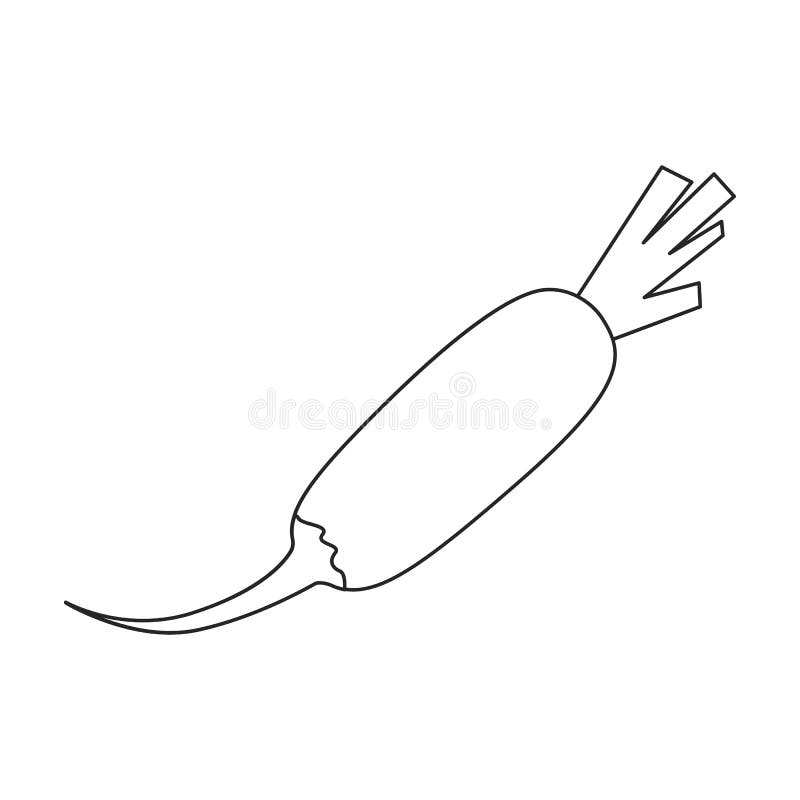 Radish Slice Vector Illustration on White Background Stock Vector ...