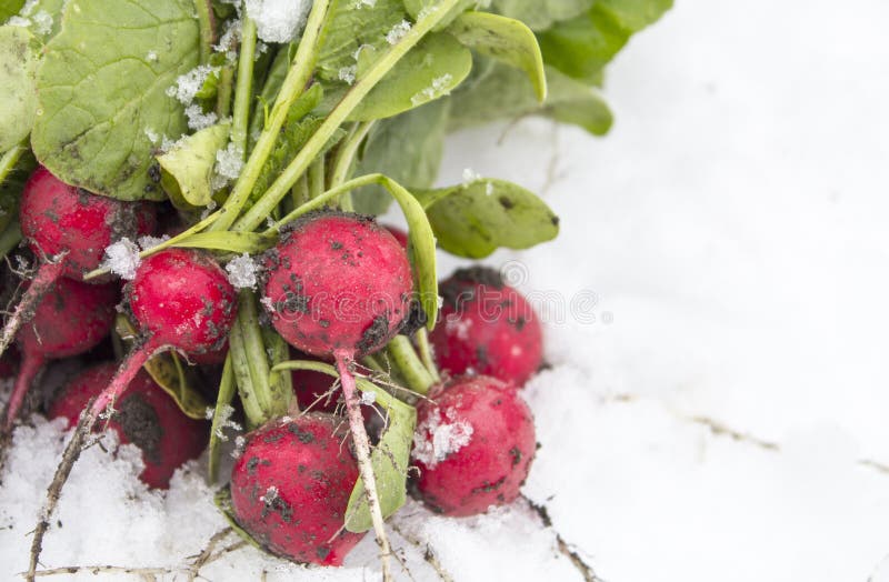 Radish in the snow stock image. Image of ingredient - 110431713