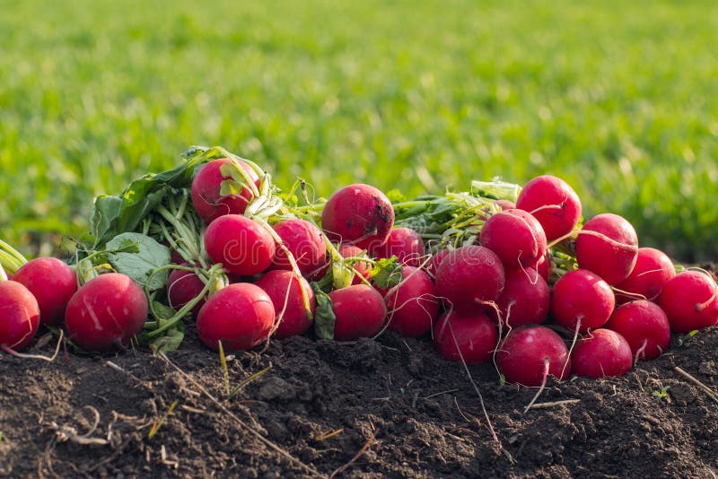 Red radish close up stock photo. Image of natural, field - 144099890
