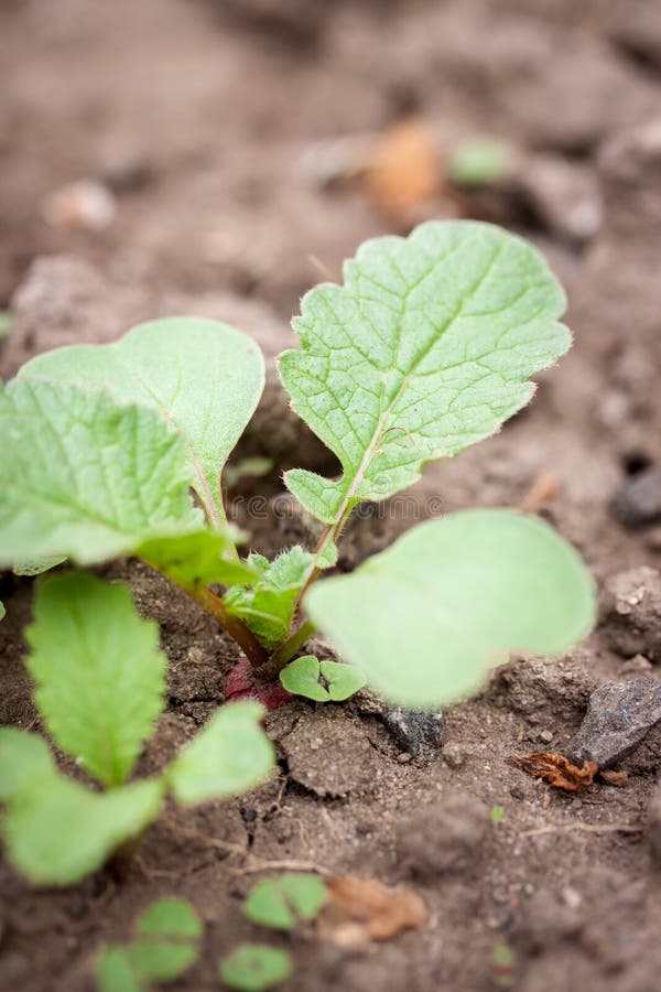 Radish in the Spring Garden Stock Image - Image of farming, growing ...