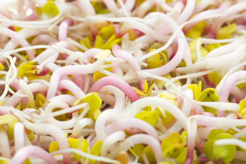 Radish sprouts stock image. Image of seed, macro, radish - 28124433