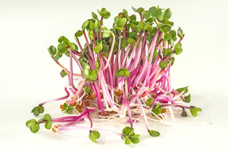 Germinated Seeds of Cress, Radish, Wheat Stock Photo - Image of fresh ...