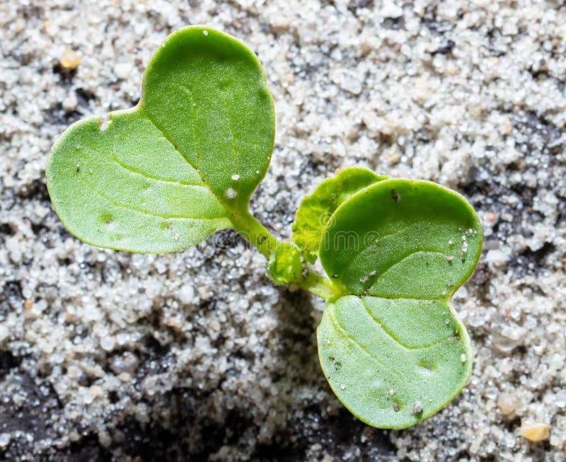 Radish Sprouts Break through the Ground in Spring. Stock Image - Image ...