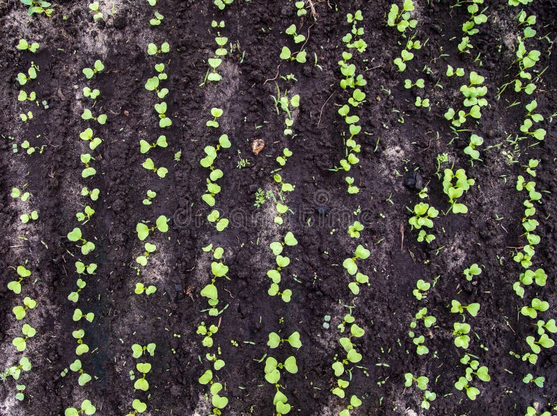 Radish Sprouts Break through the Ground in Spring. Stock Image - Image ...