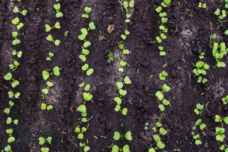 Radish Sprouts Break through the Ground in Spring. Stock Photo - Image ...