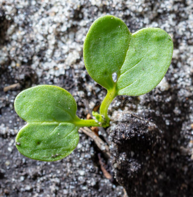 Radish Sprouts Break through the Ground in Spring. Stock Photo - Image ...
