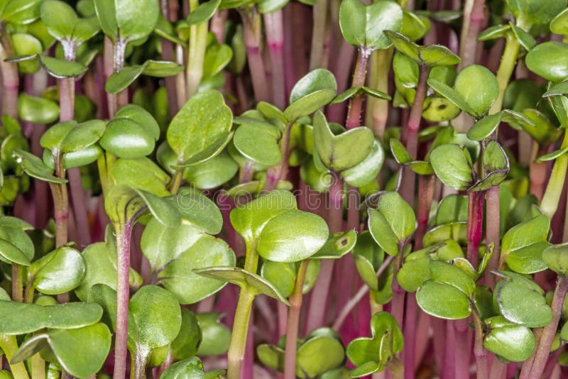 Radish sprouts stock image. Image of cooking, germ, protein - 38456487