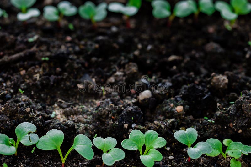 Radish sprouts stock photo. Image of garden, organic - 89387536
