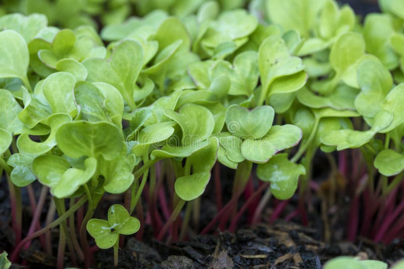 Radish sprouts stock photo. Image of nature, gardening - 377534438