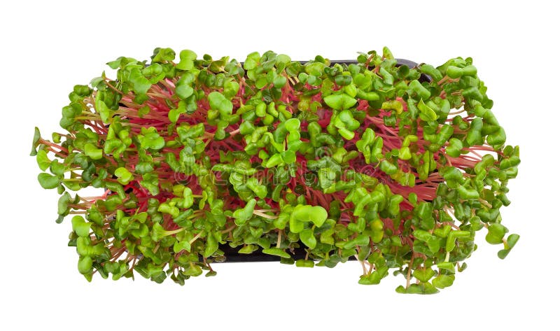 Radish Sprouts Path Isolated on White Stock Photo - Image of edible ...