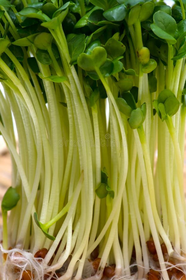 Radish Sprouts-Raphanus Sativus Stock Image - Image of meal, white ...