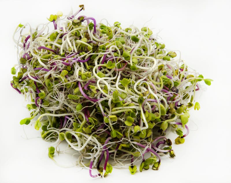 Radish sprouts stock image. Image of salad, cooked, healthy - 46631095