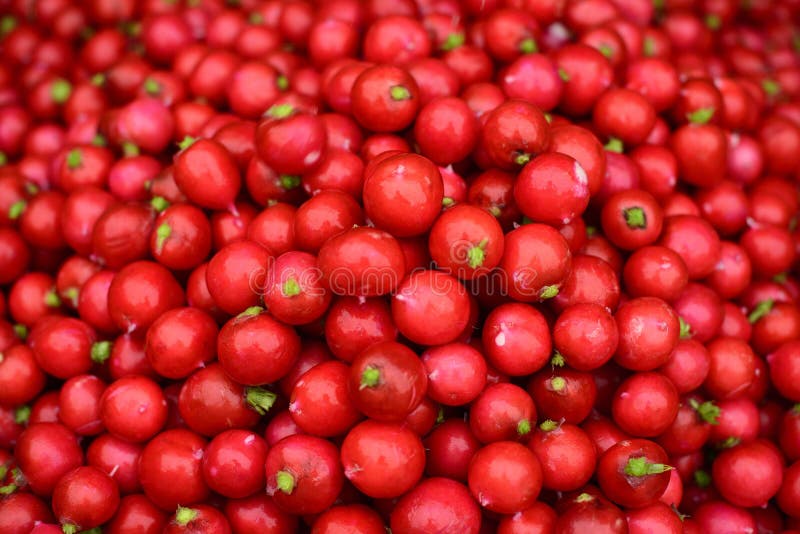 Radish texture stock image. Image of ripe, root, food - 81089079