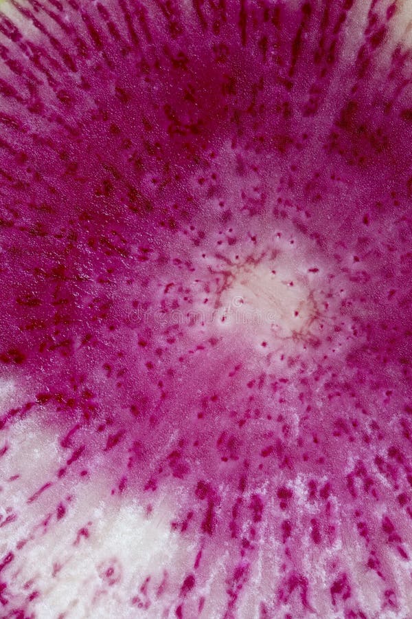 Texture of Radish Leaves. Radish Leaves Background. Radish Grows in a ...