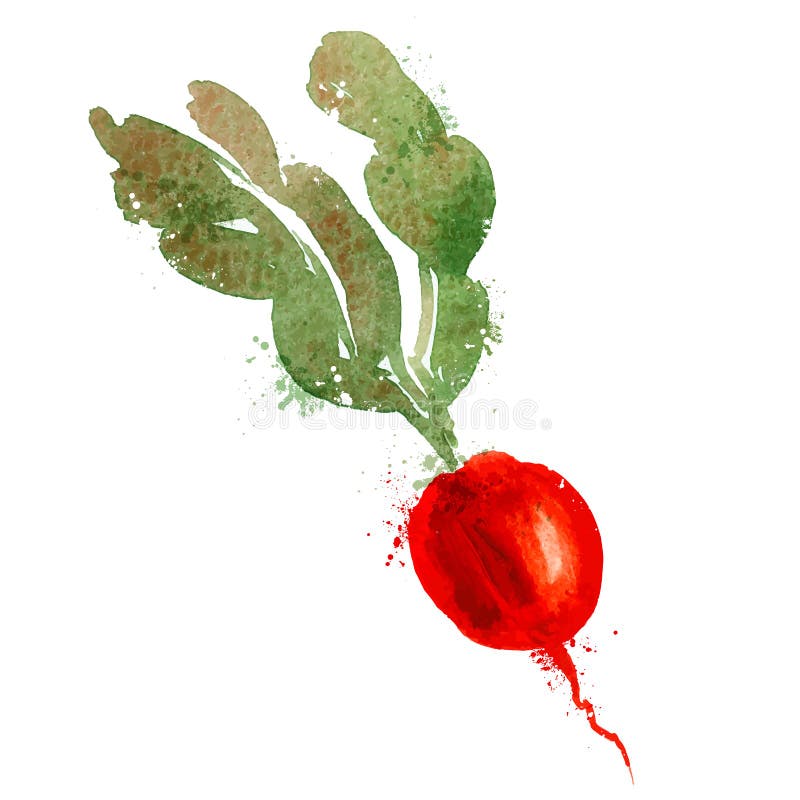 Radish Vector Logo Design Template. Vegetables or Stock Vector ...