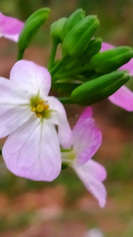 Radish vegetable flower stock photo. Image of radish - 179589496
