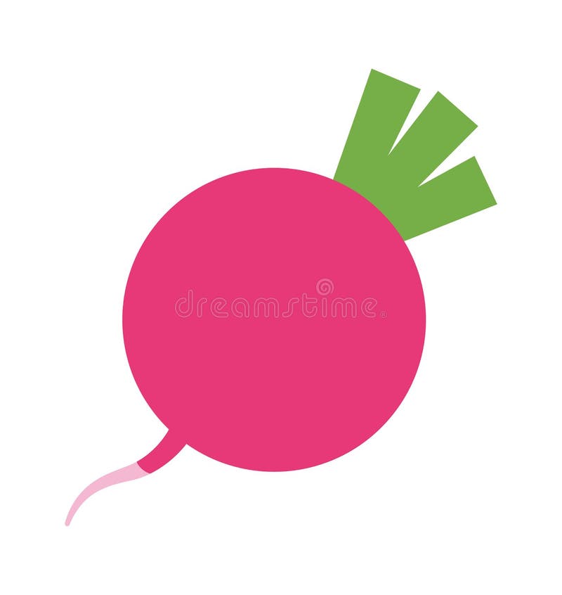 Radish vegetable icon stock vector. Illustration of icon - 262629731