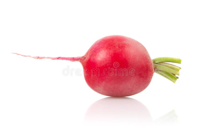 Radish on White Background stock photo. Image of vegetable - 31497200