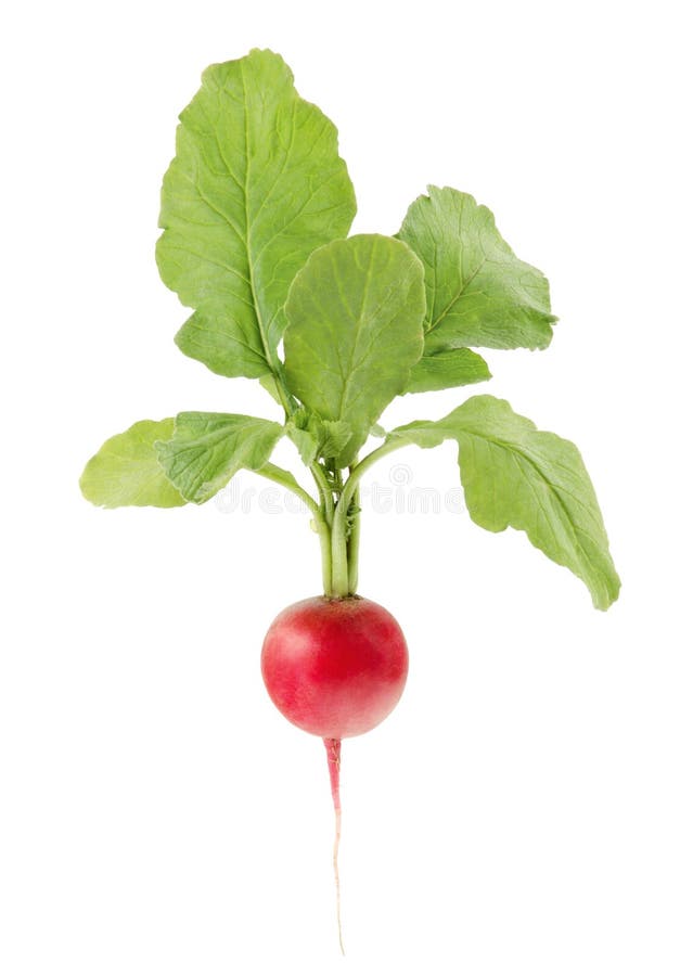 Radish on White Background stock image. Image of studio - 31492583