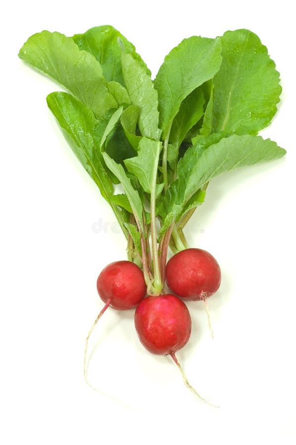 Radishes stock photo. Image of health, healthy, fresh - 60064018