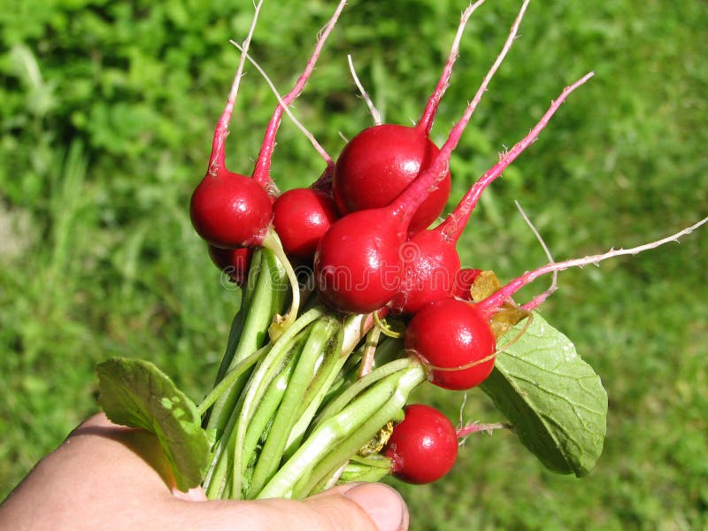 Radishes stock image. Image of radishes, diet, ingredient - 20325379