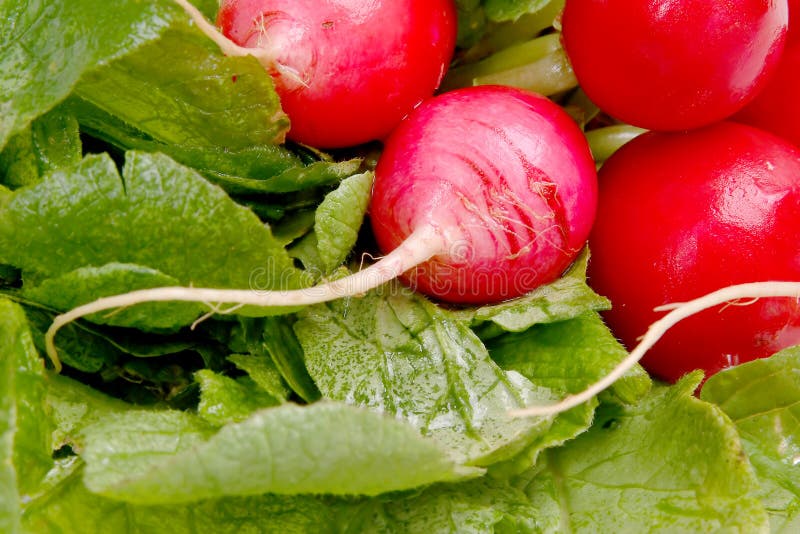 Radishes stock image. Image of radishes, fields, vegetables - 314529