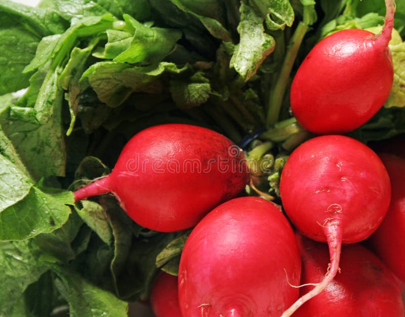 Radishes stock image. Image of close, market, radishes - 5665051