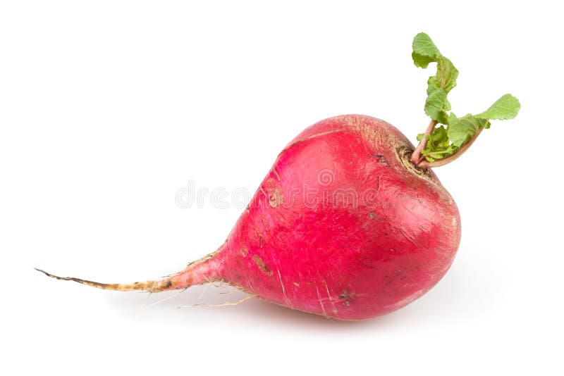 Radishes big one stock photo. Image of vegetables, healthy - 36786630