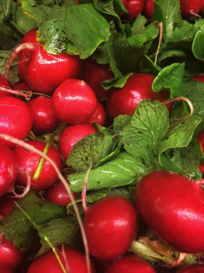 Radishes stock photo. Image of veggie, fresh, stems, bright - 50753198