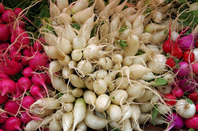 Radishes bunches and roots stock image. Image of white - 74703857