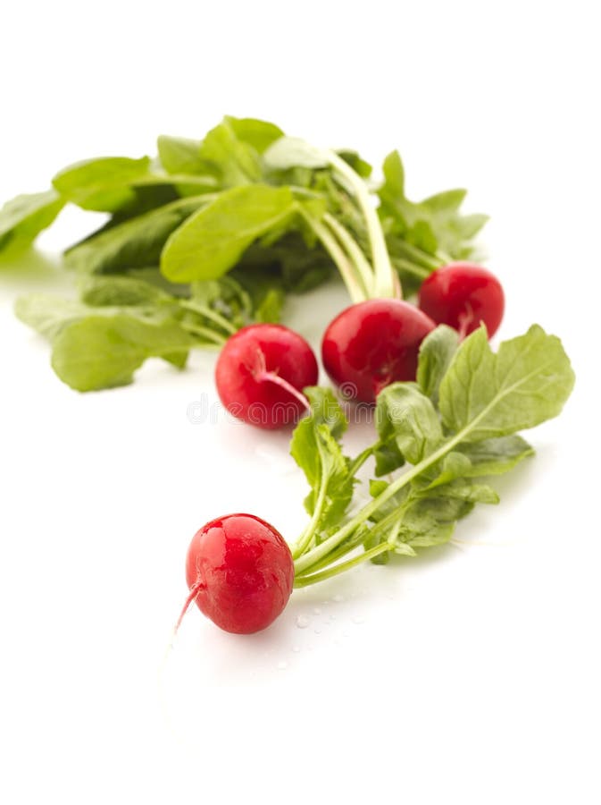 Radishes stock photo. Image of freshness, drop, water - 30359402