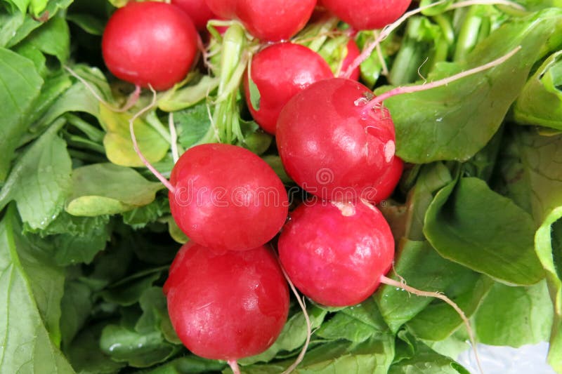Radishes stock image. Image of beautiful, garden, delicious - 89154107