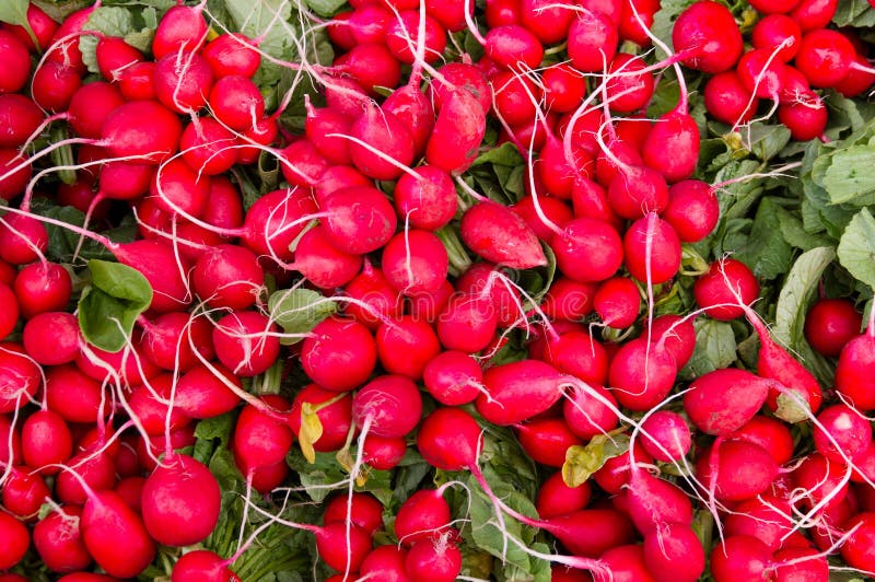Radishes on display stock image. Image of crops, nutrition - 20453009