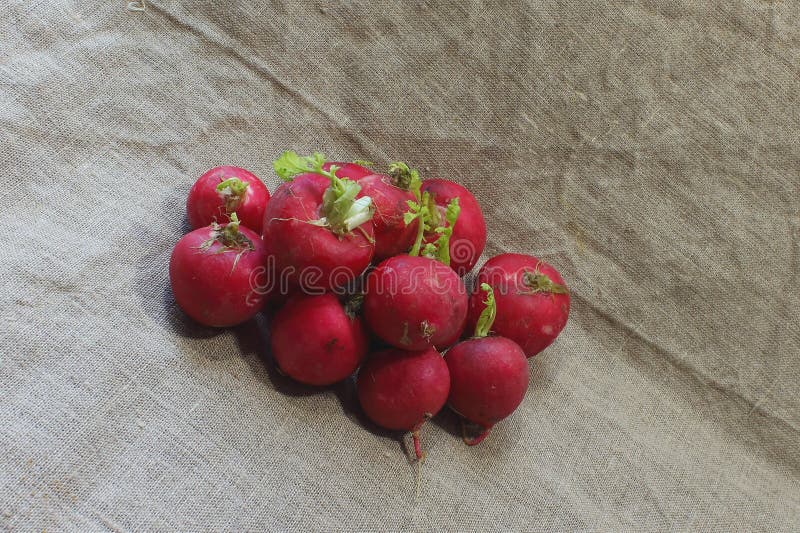 Radishes stock image. Image of bundle, organic, root - 52377409