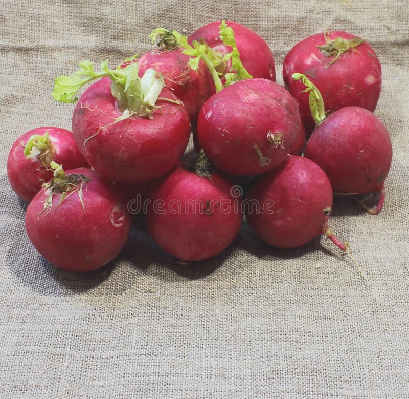 Radishes stock photo. Image of organic, vegetable, young - 52377598