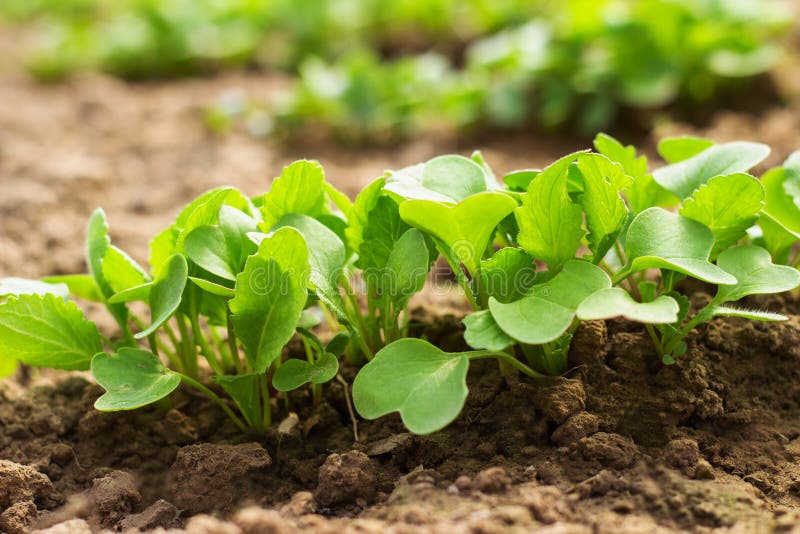 Radishes in the garden stock photo. Image of leaf, fertilizer - 53093446