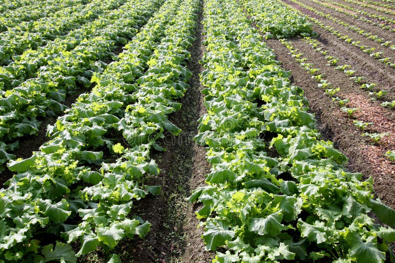 Radishes growing field stock photo. Image of asia, cultivation - 62821792