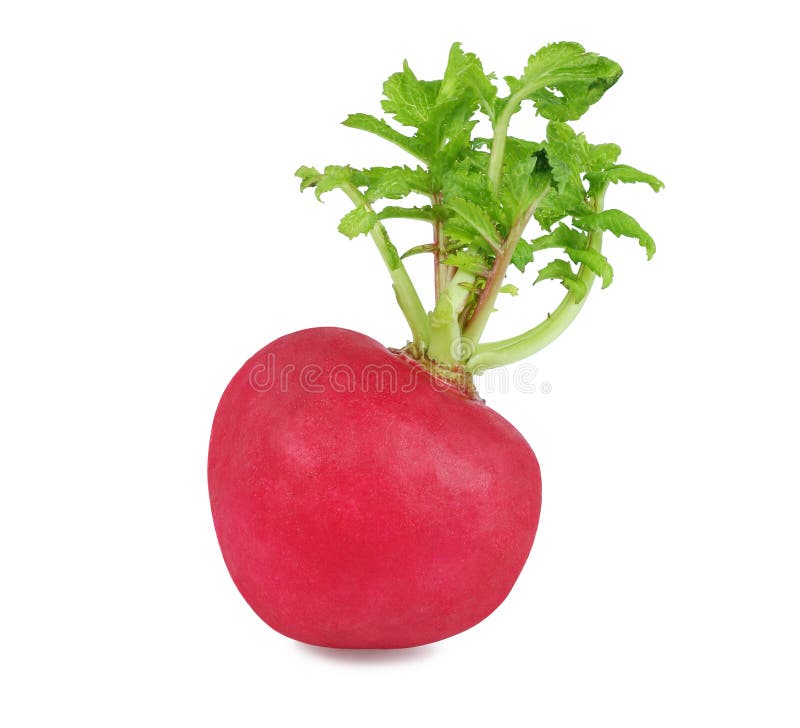 Radishes with Leaves Isolated on White Background Stock Photo - Image ...