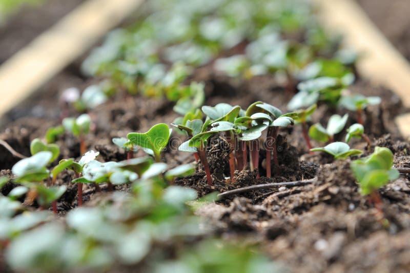 Radishes sprouts stock photo. Image of vegetable, cotyledon - 39563758