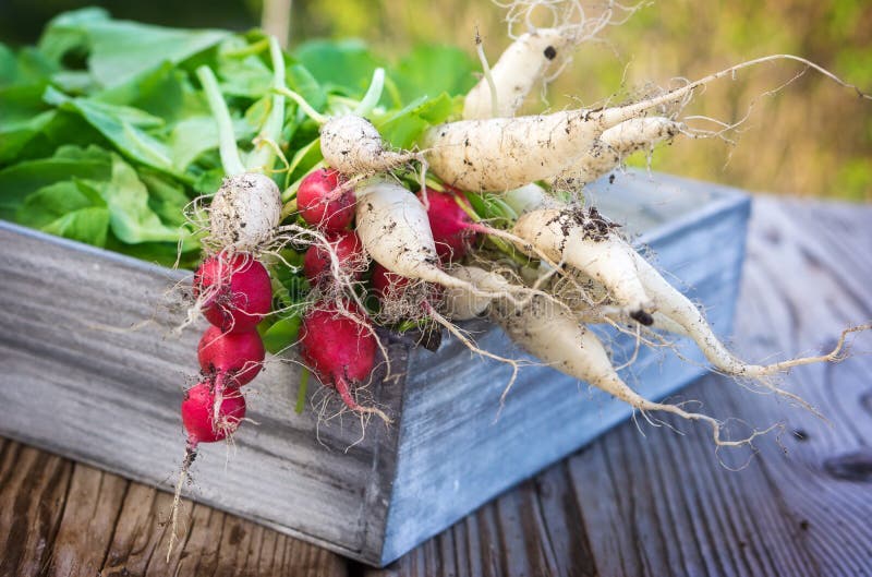 Radishes in wooden box stock photo. Image of green, harvesting - 53195848