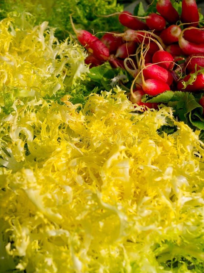Radishs and yellow endive stock image. Image of market - 37940883