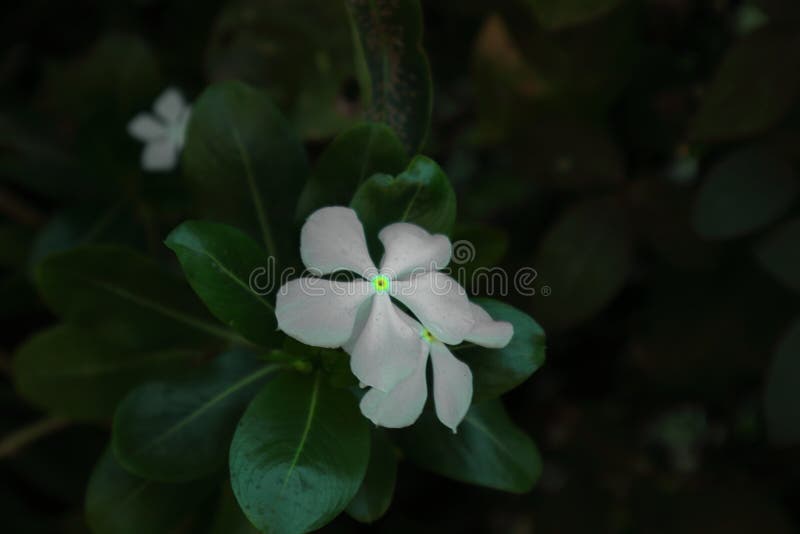 Radium Color is Also Not Bad on Flowers Stock Image - Image of blossom ...