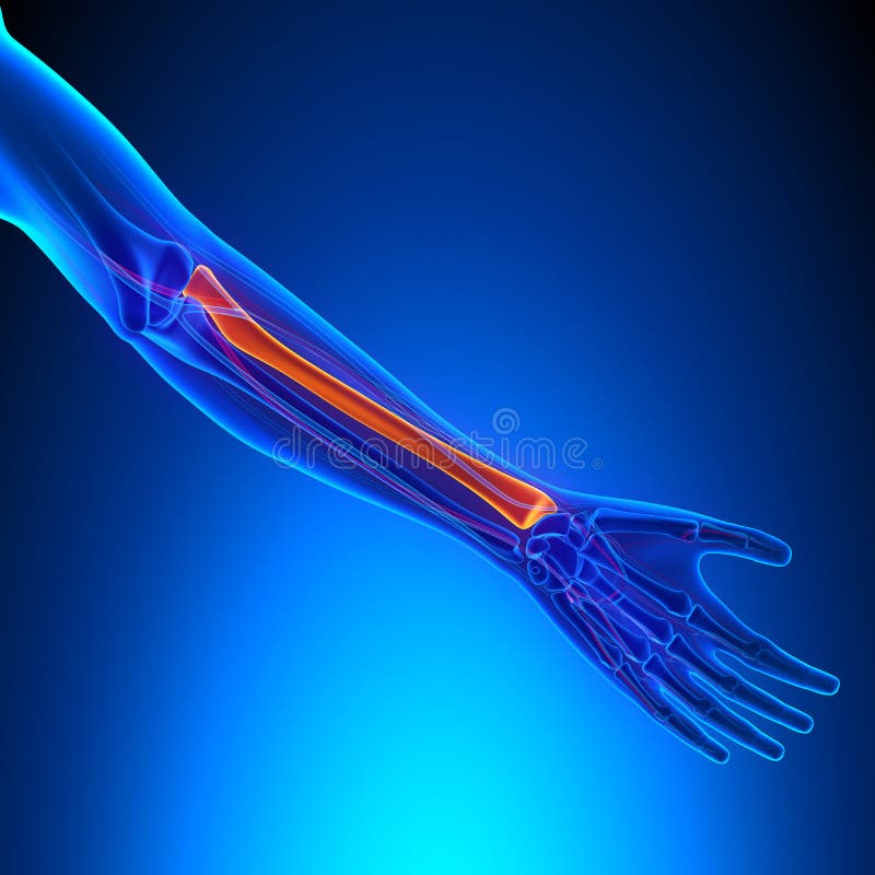 Radius Anatomy Bone with Ciculatory System Stock Photo - Image of ...