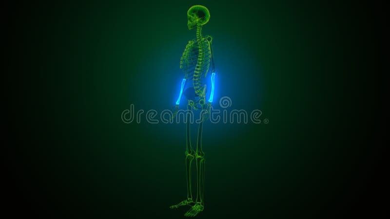 Bot Bone Stock Illustrations – 30 Bot Bone Stock Illustrations, Vectors ...