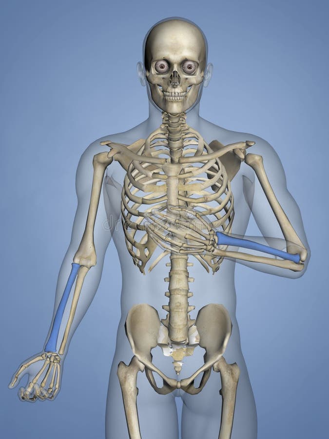 Radius, Human Skeleton, 3D Model Stock Illustration - Illustration of ...