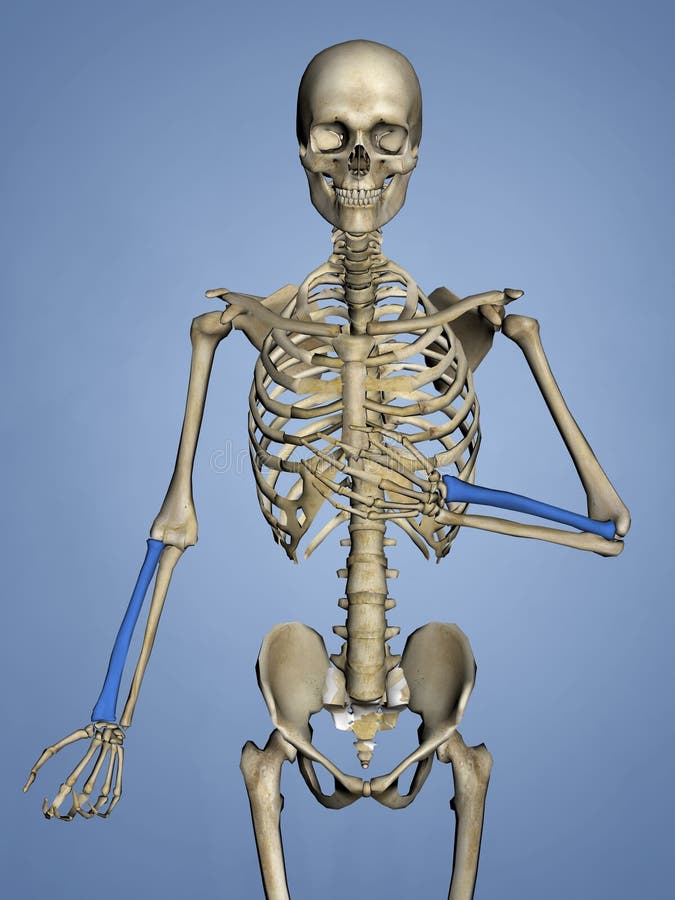 Radius, Human Skeleton, 3D Model Stock Illustration - Illustration of ...