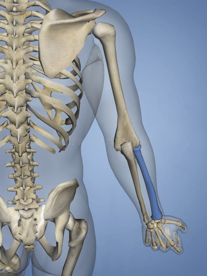 Radius, Human Skeleton, 3D Model Stock Illustration - Illustration of ...