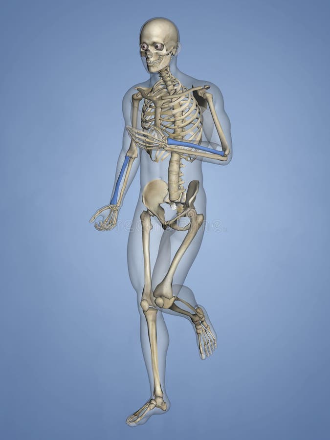 Radius, Human Skeleton, 3D Model Stock Illustration - Illustration of ...