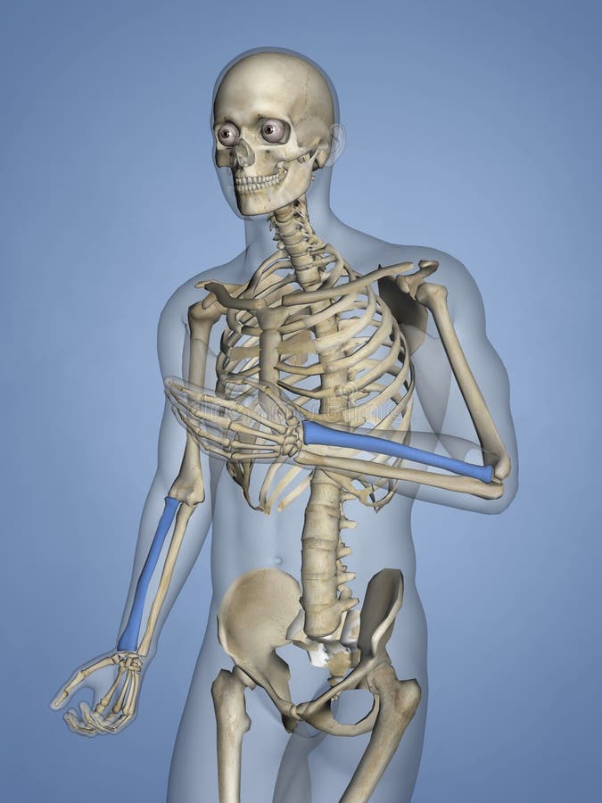 Radius, Human Skeleton, 3D Model Stock Illustration - Illustration of ...