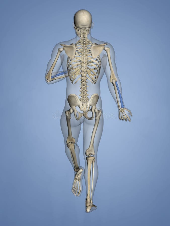 Radius, Human Skeleton, 3D Model Stock Illustration - Illustration of ...
